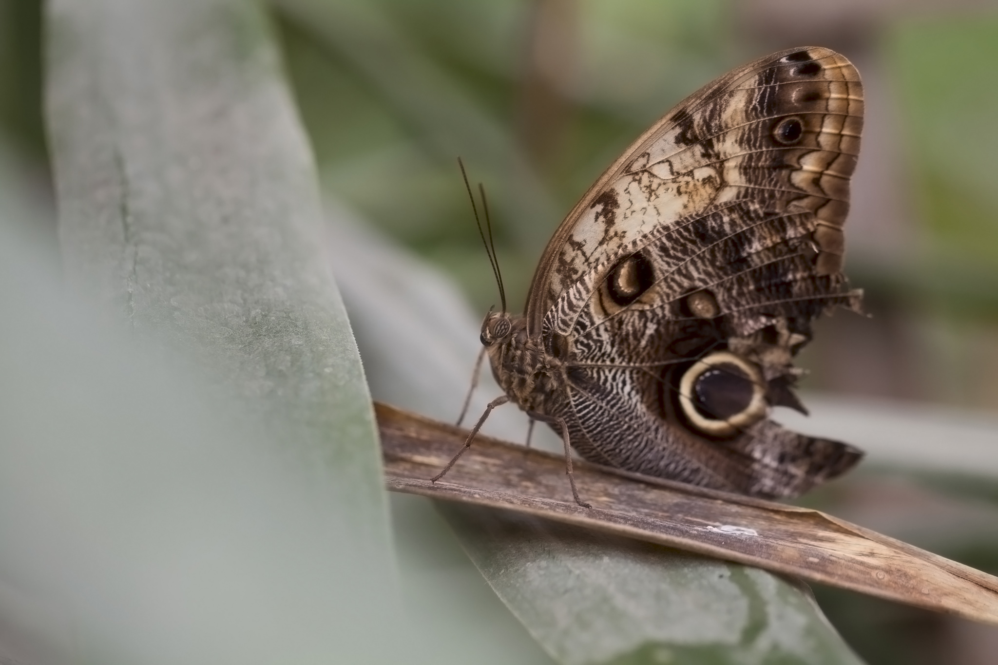 Earnley Butterflies, Birds, And Beasts | neOnbubble