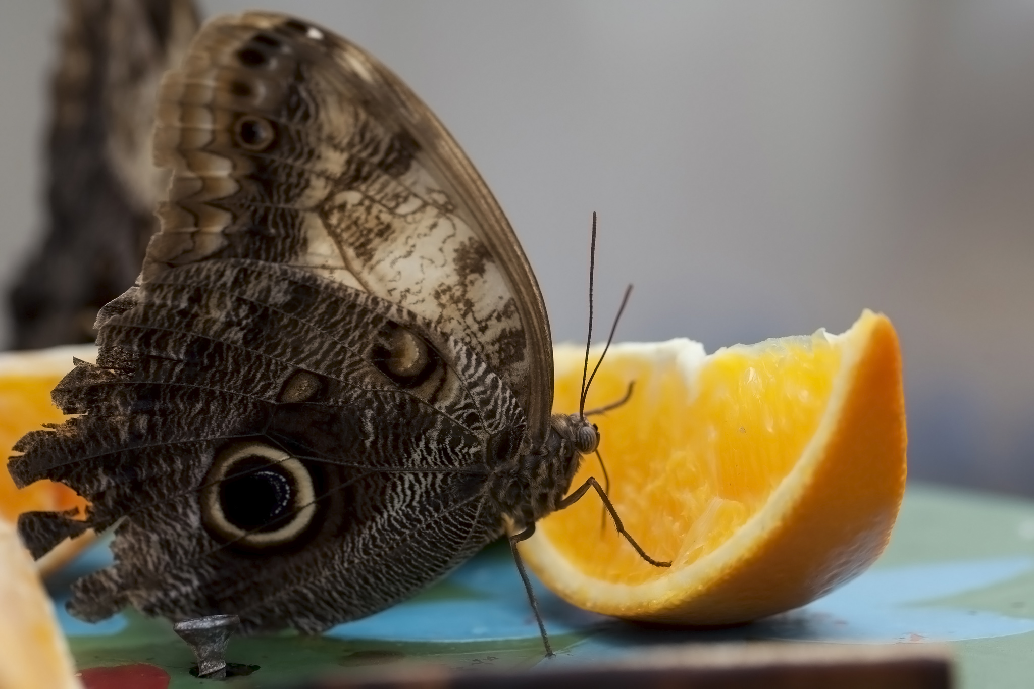 Earnley Butterflies, Birds, And Beasts | neOnbubble