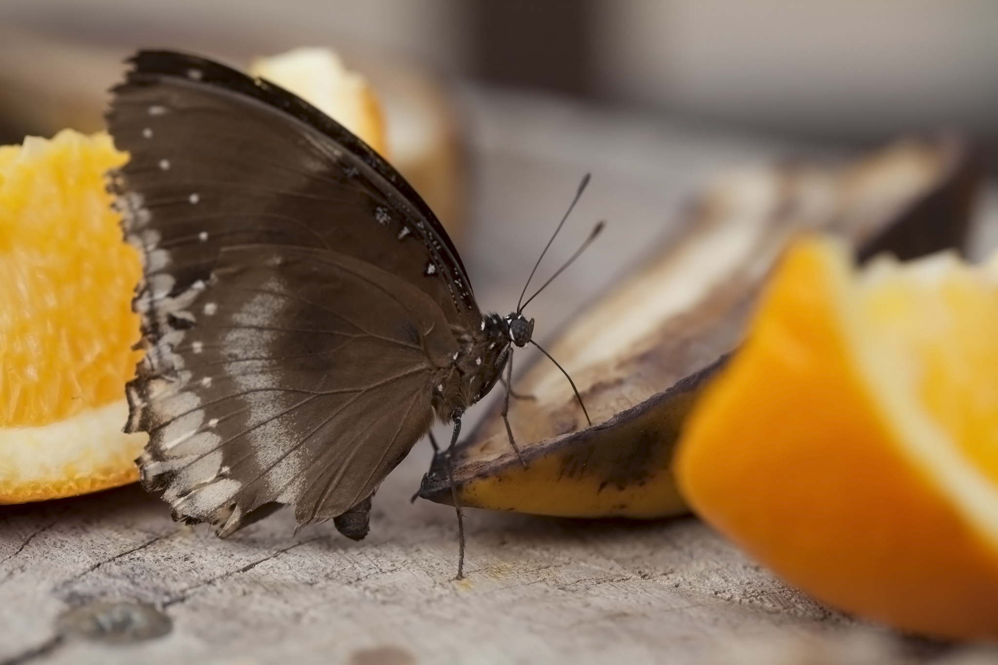 Earnley Butterflies, Birds, And Beasts | neOnbubble