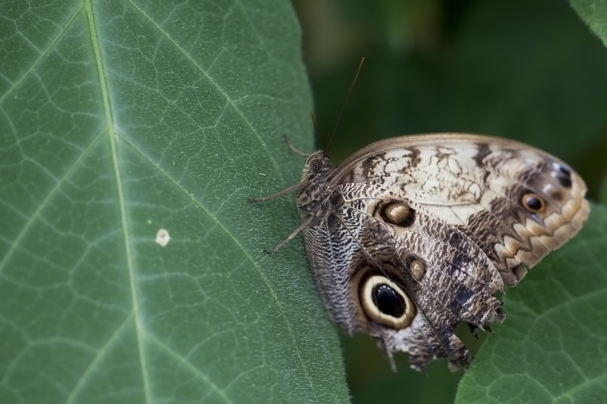 Earnley Butterflies, Birds, And Beasts | neOnbubble