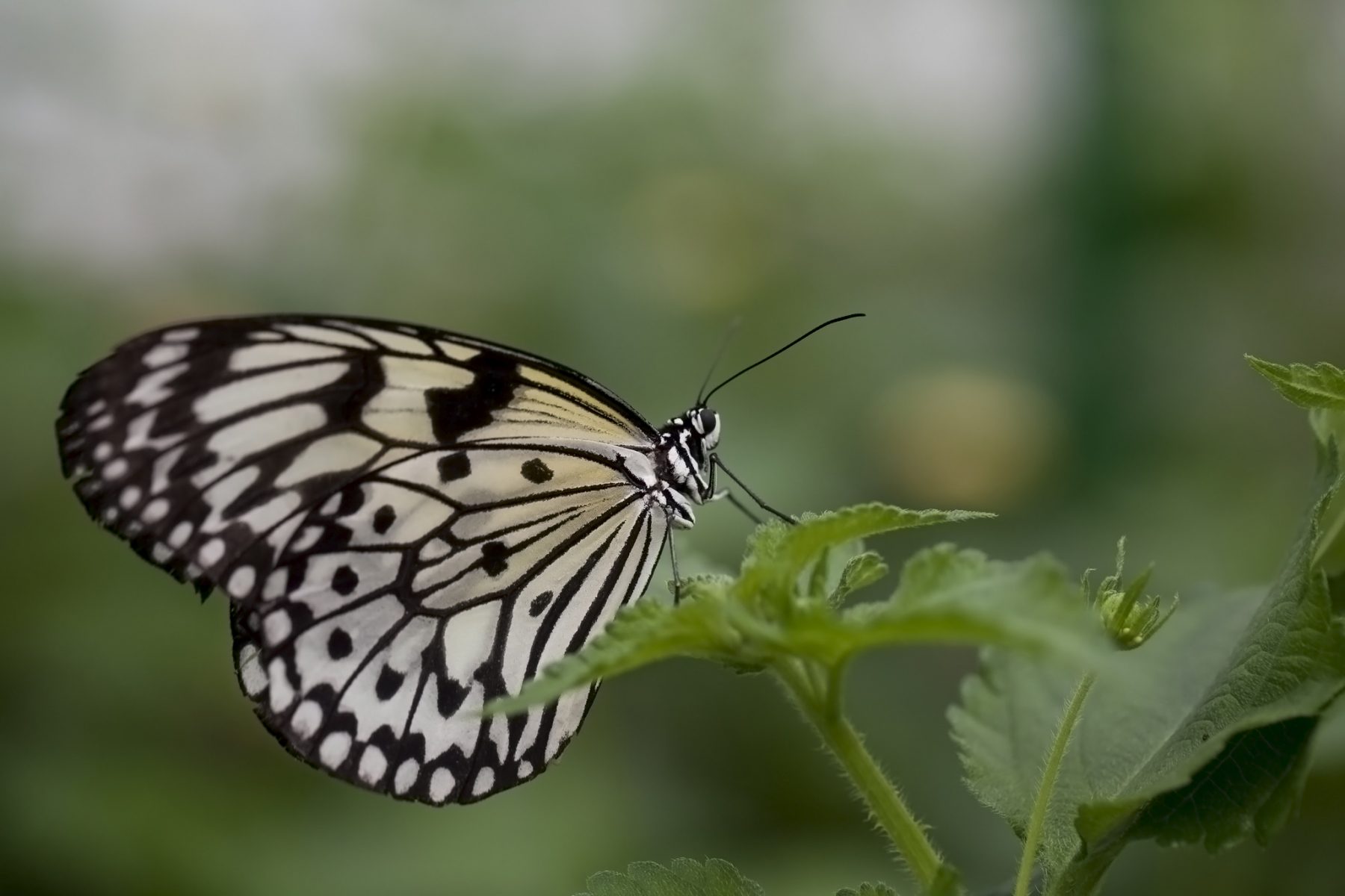 Earnley Butterflies, Birds, And Beasts | neOnbubble