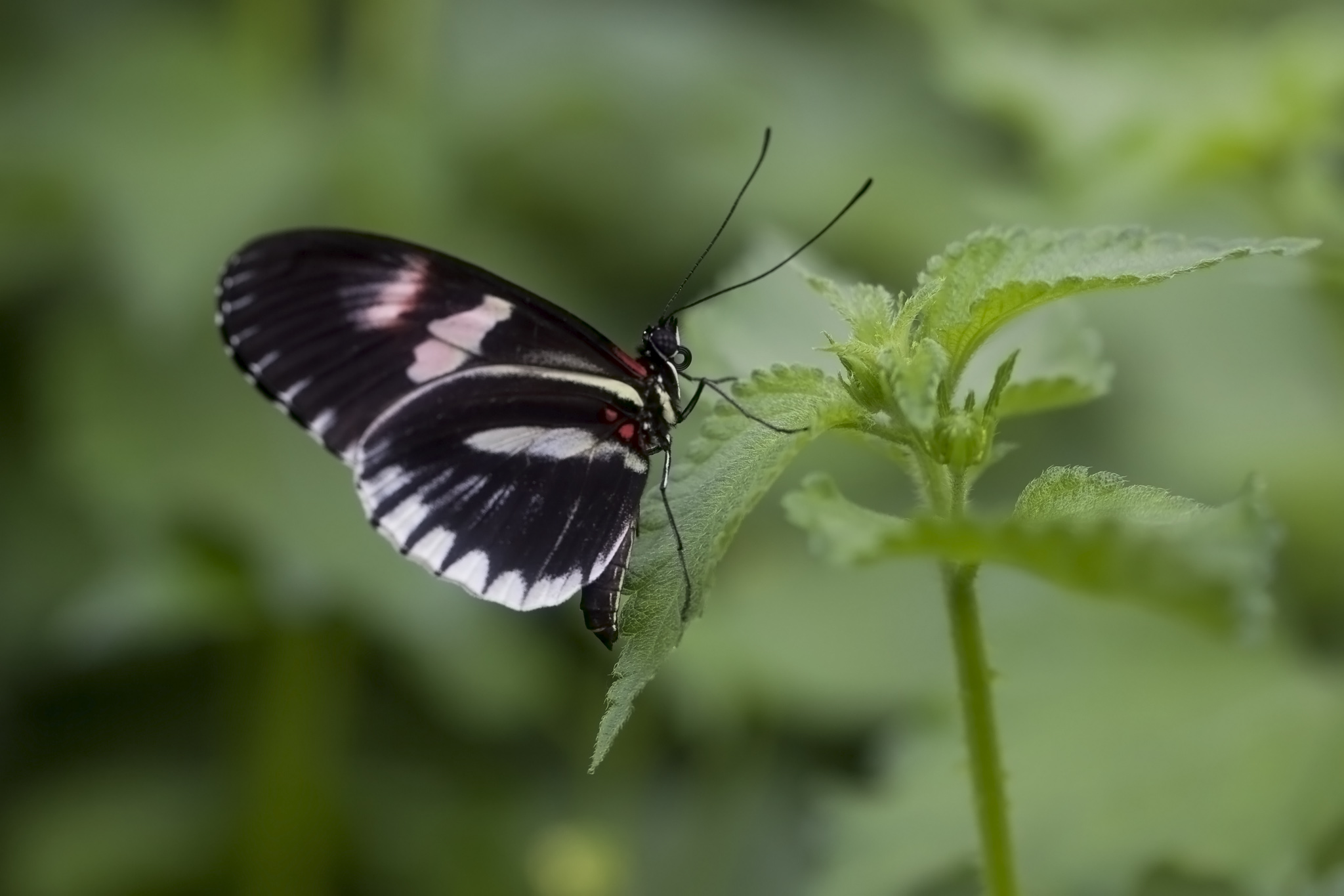 Earnley Butterflies, Birds, And Beasts | neOnbubble