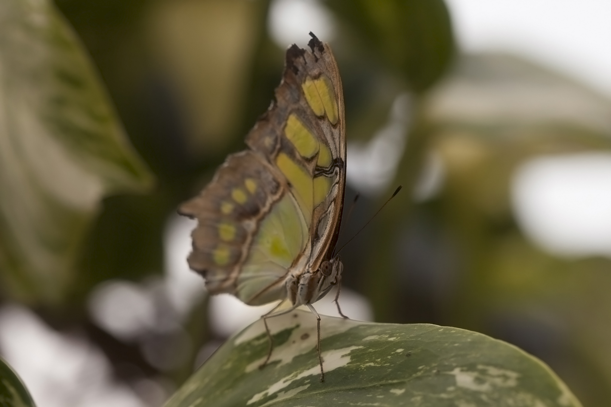 Earnley Butterflies, Birds, And Beasts | neOnbubble