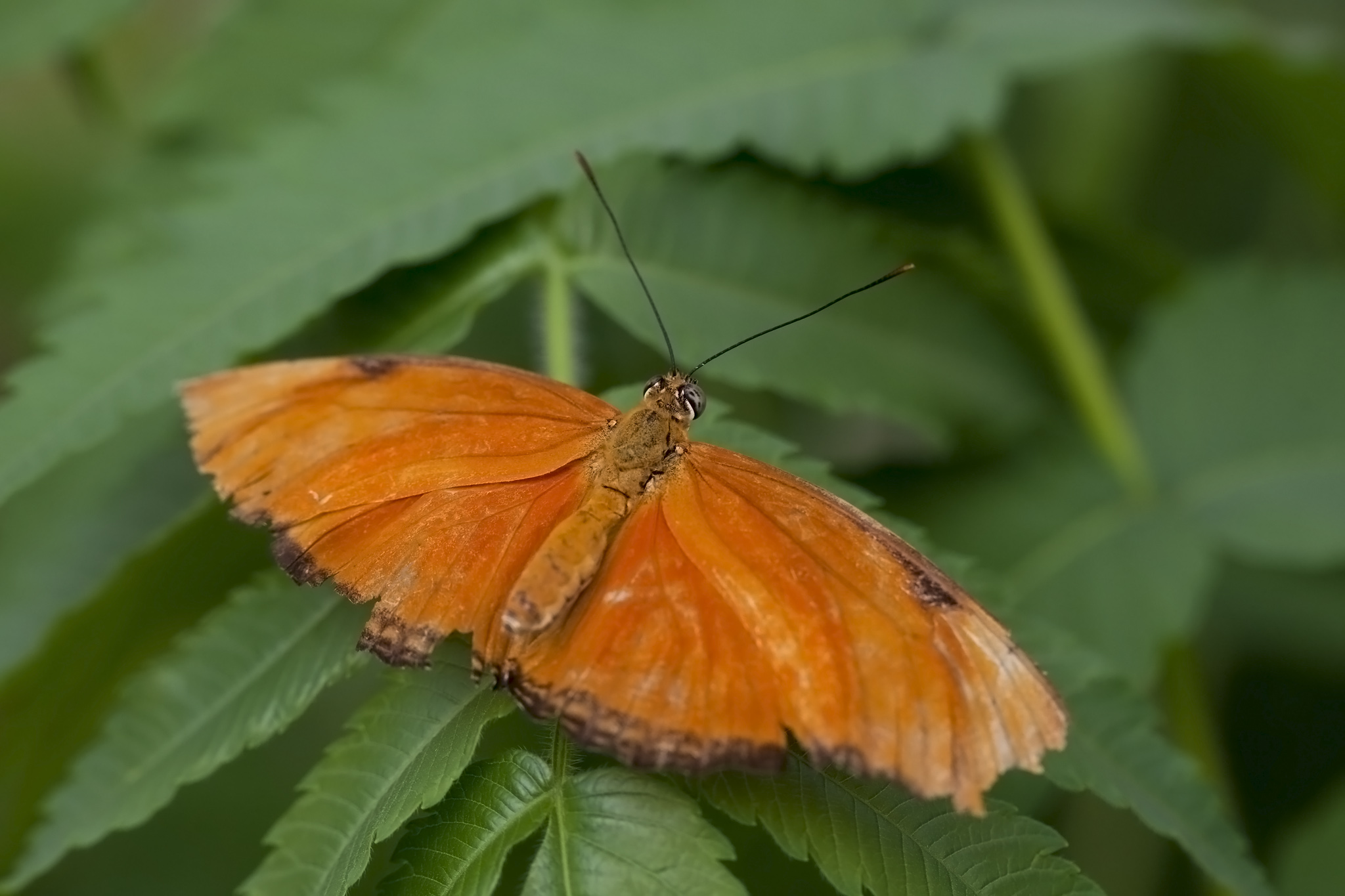 Earnley Butterflies, Birds, And Beasts | neOnbubble