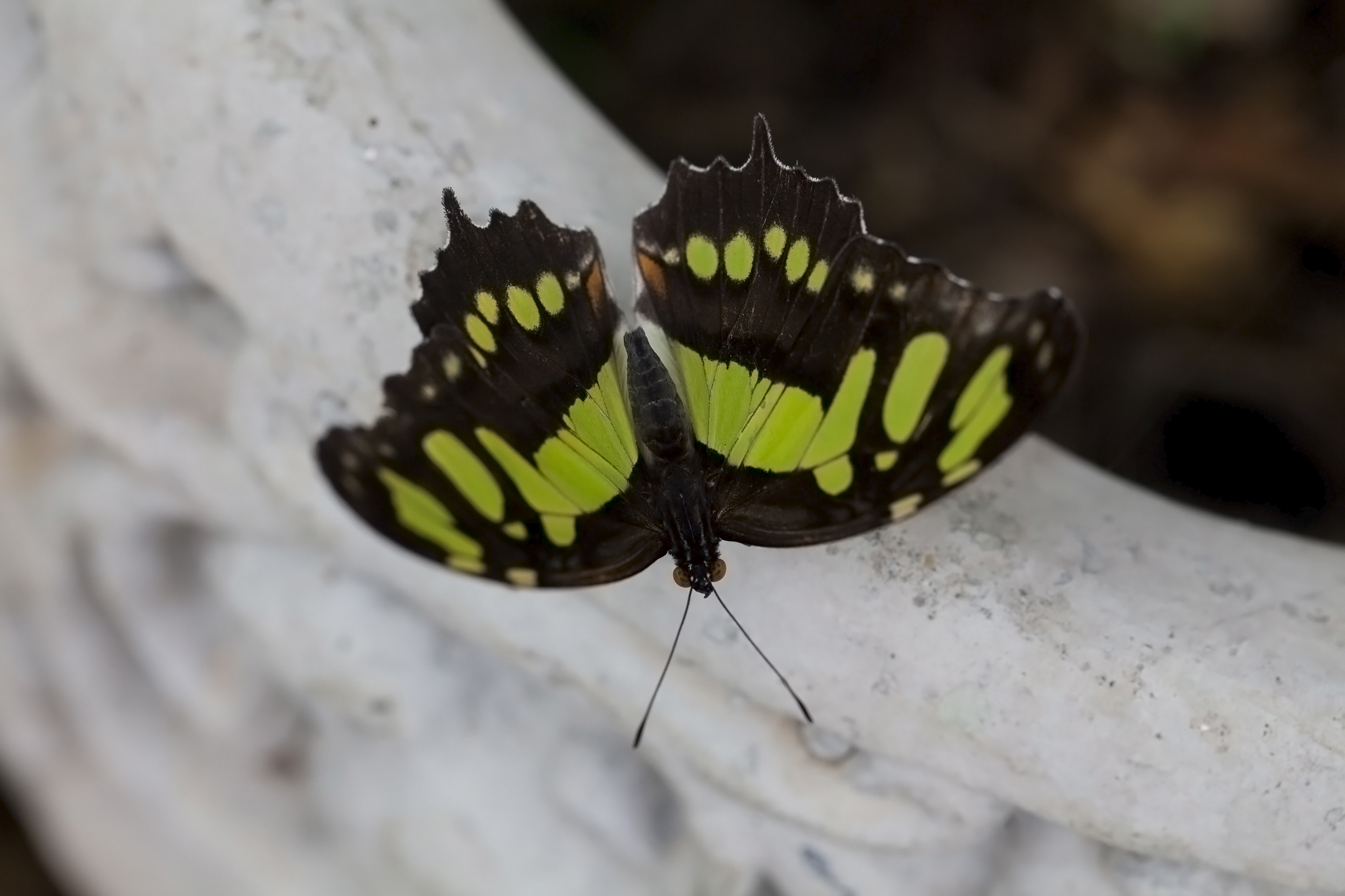Earnley Butterflies, Birds, And Beasts | neOnbubble