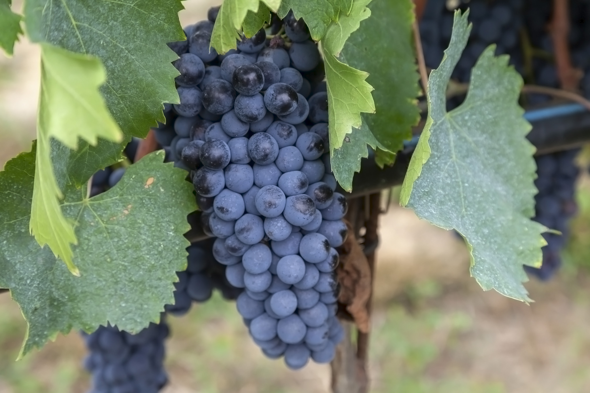 Wine Tasting Experience At Tenuta Torciano Winery | neOnbubble