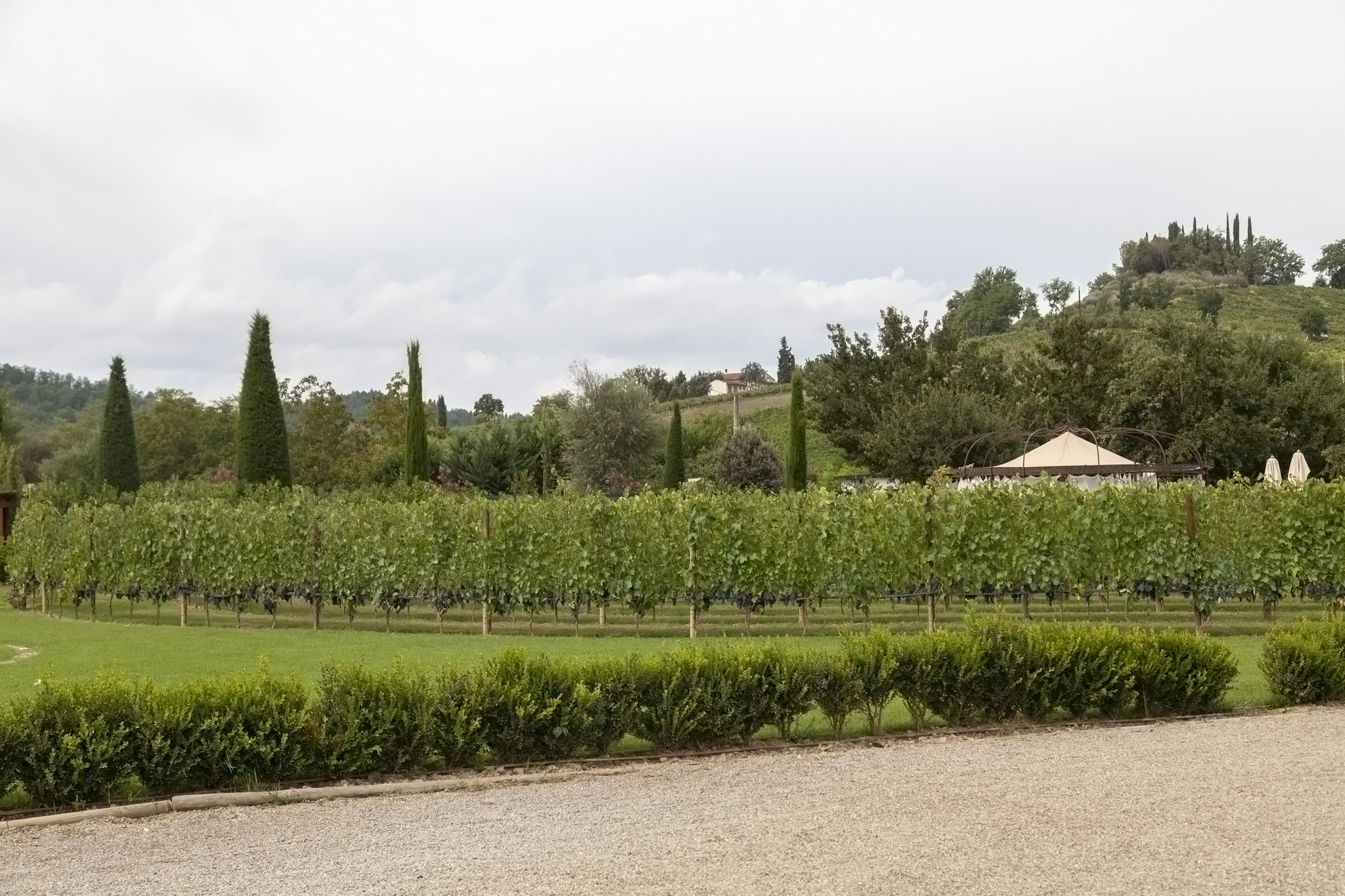 Wine Tasting Experience At Tenuta Torciano Winery | neOnbubble