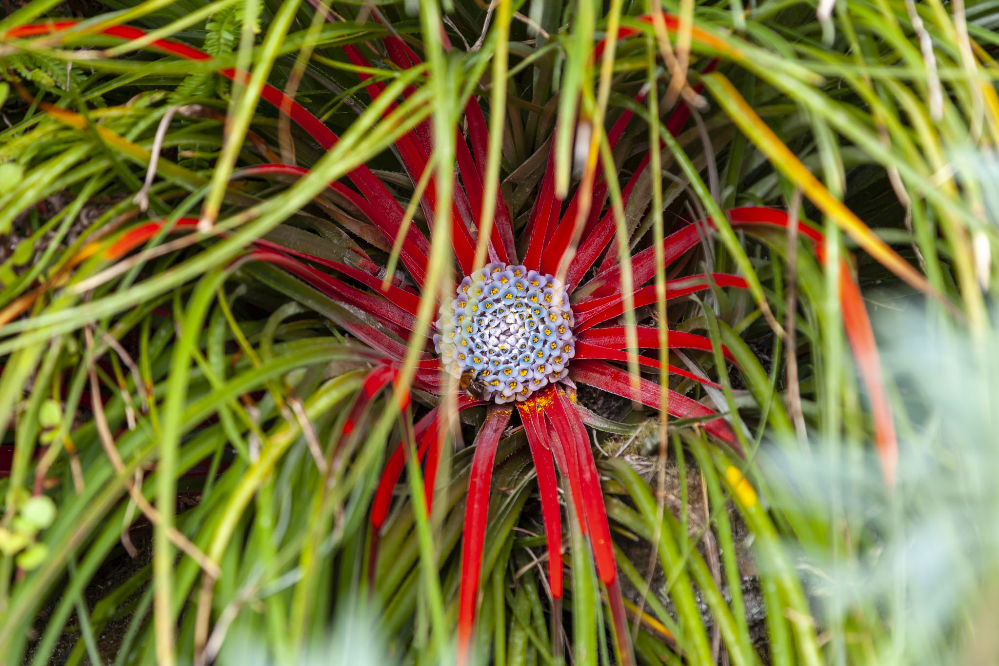 Eden Project Biomes And Art Sculptures | neOnbubble