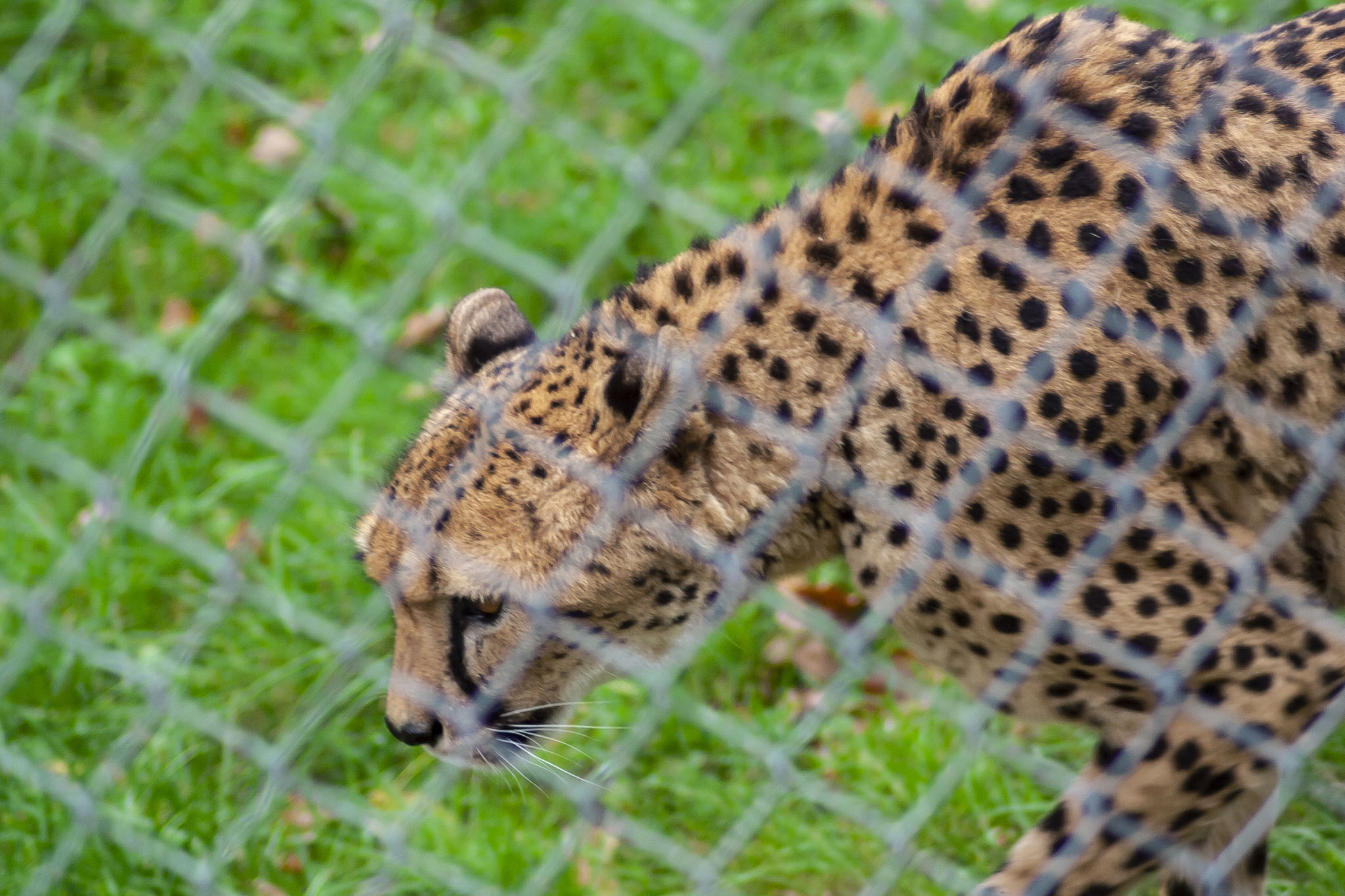 Marwell Zoo | neOnbubble