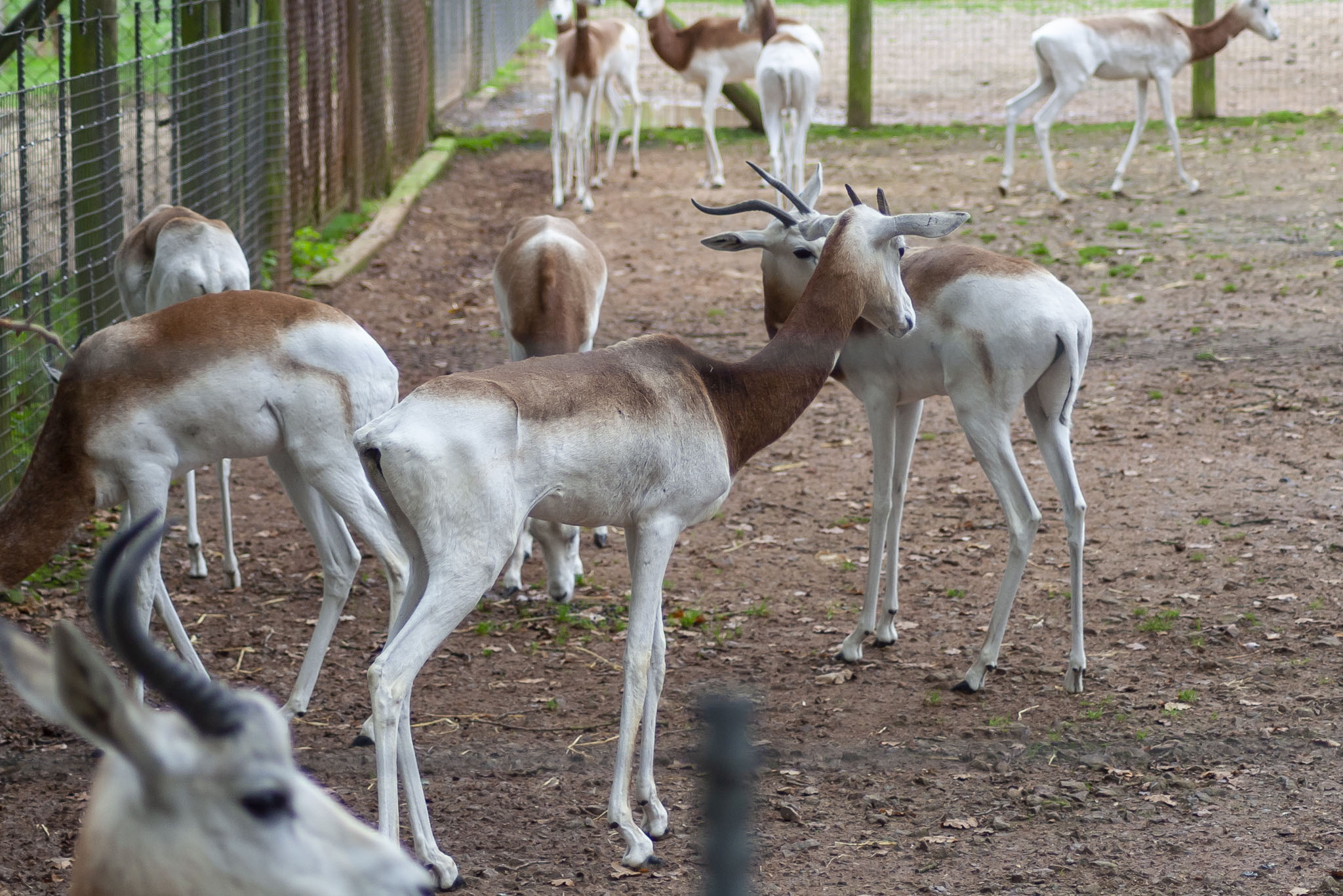 Marwell Zoo | neOnbubble